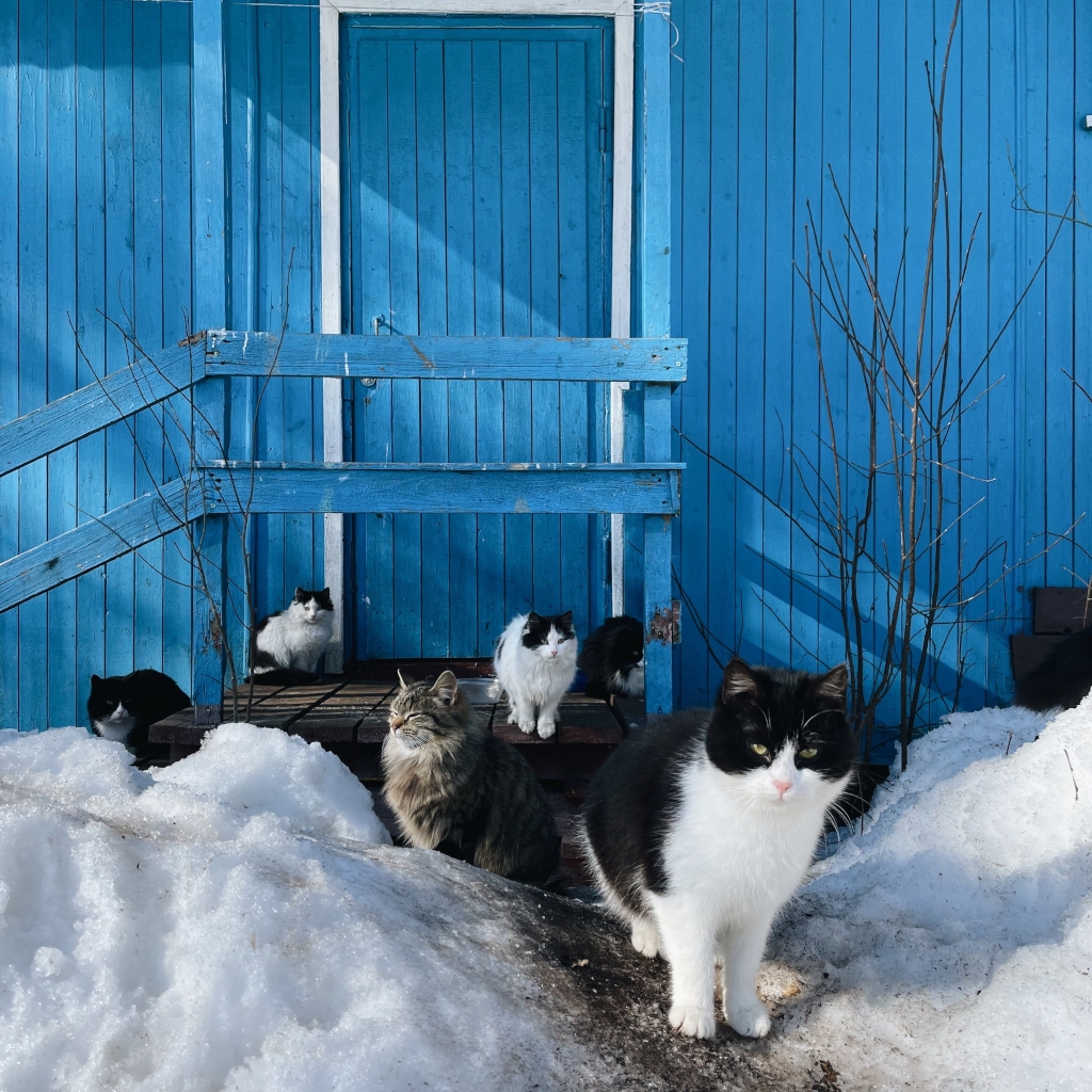 Winter Paws and Claws: Protecting Your Pets in Cold Weather – Moulton ...